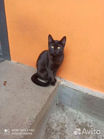 Кошка в дар бесплатно