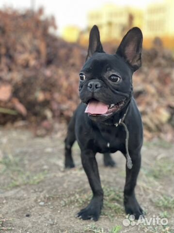 Фоанцузкий бульдог мальчик 7 месяцев