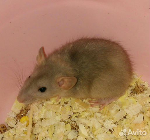 Крыса без хвоста (Манкс)