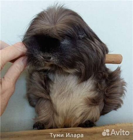 Порода Коронет Шелти Самец и Самочки