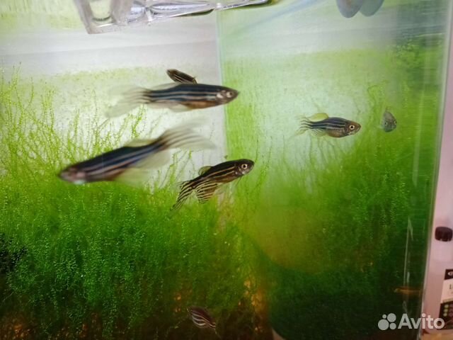 Аквариумные рыбки