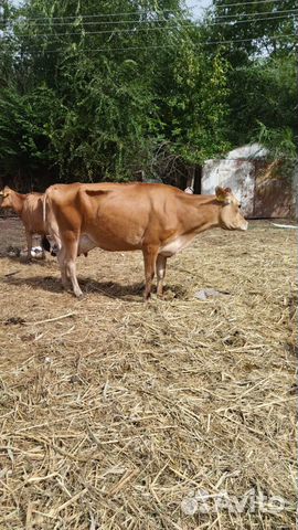 Джерсейская корова