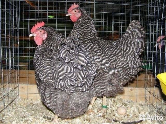 Инкубационное яйцо Доминанта D959 (крапчатый)