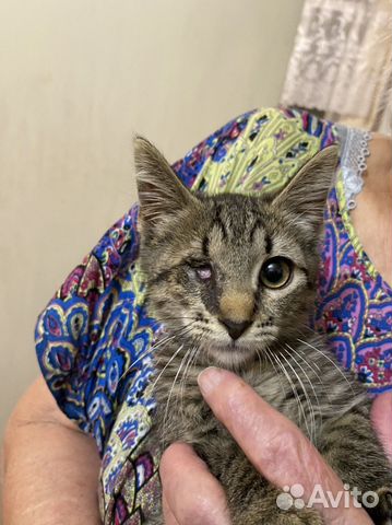 Котенок в беде