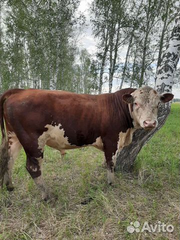 Продаётся чистокровный Герефордский бык