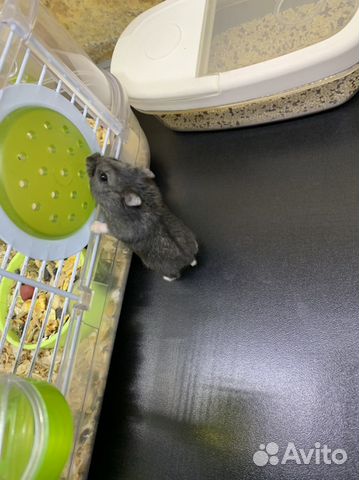 Джунгарский хомяк маленький мальчик