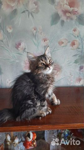 Продается сибирский котенок