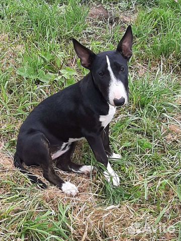 Бультерьер миниатюрный