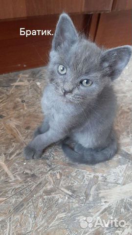 Котята