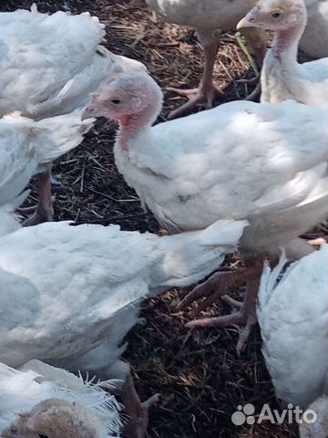 Индюки бройлеры