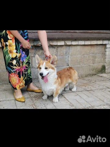 Продаются взрослые корги. Дорого