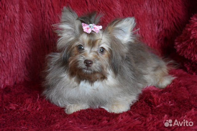 Йорк - очаровашка