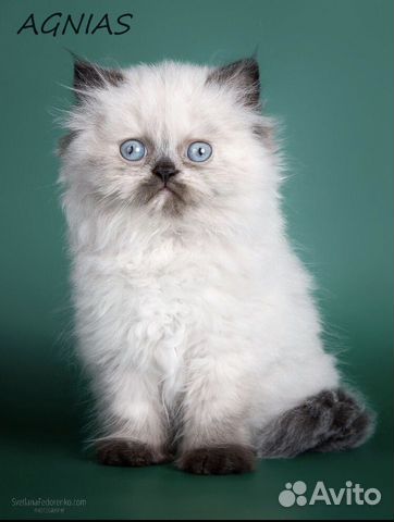 Персидская красотка