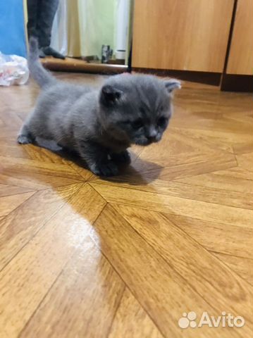 Котенок шотландской вислоухой
