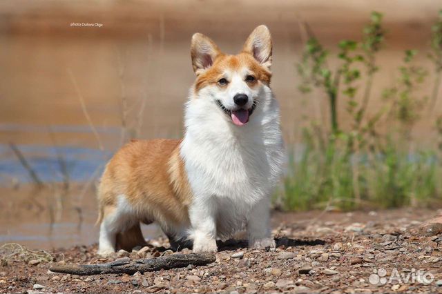 Вельш-корги пемброк вязка
