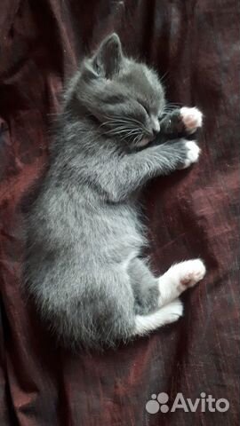 Котенок модник