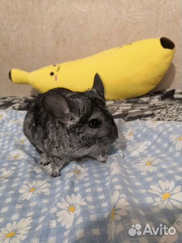 Шиншилла