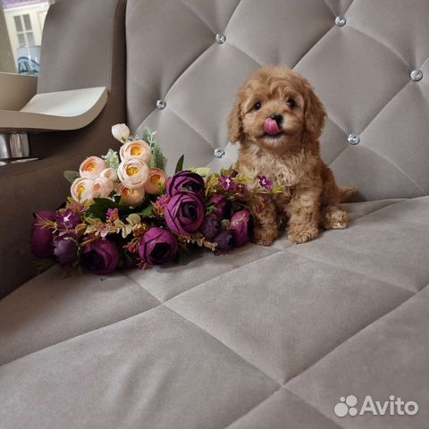 Мальтипу девочка