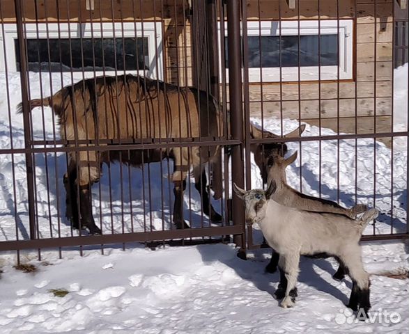 Альпийская коза второкотка легкодойная