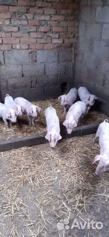 Поросята крупная белая