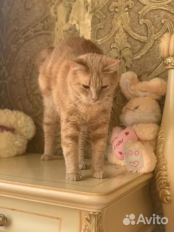 Котик Абрикос ищет дом и любящих родителей
