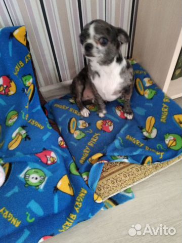 Чихуахуа девочка