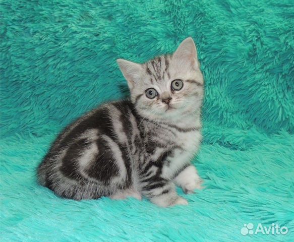 Кошечка мраморная шоу класса Рокси