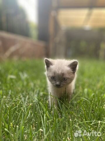 Кошка тайская