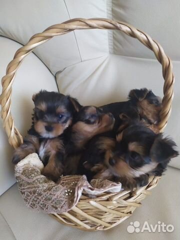 Йоркширский терьер - щенки