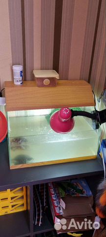 Отдам в хорошие руки 2х черепах и аквариум