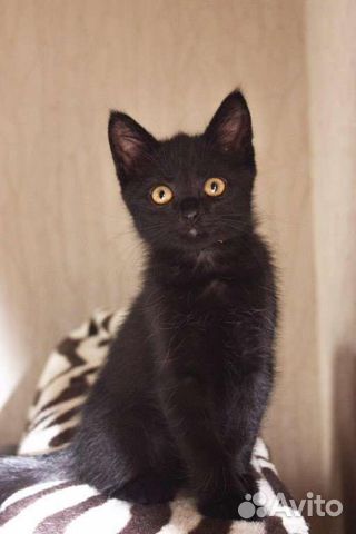 Котенок -оптимист
