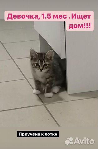 Котенок 1.5мес. Дев. бесплатно