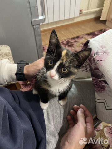 Котенок богатка