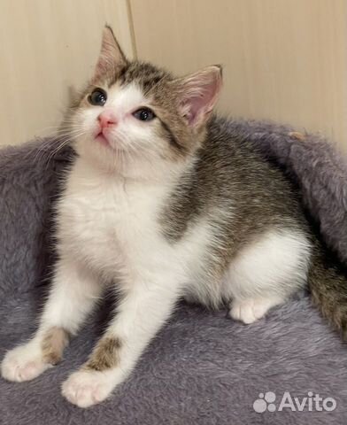 Котенок мальчик