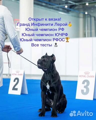 Кобель Вязка кане Корсо