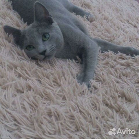 Котята русская голубая