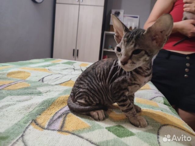 Сфинкс-браш