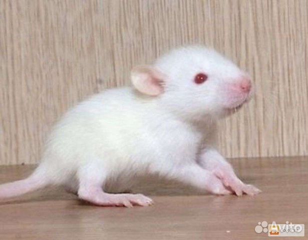 Декоративные крысята