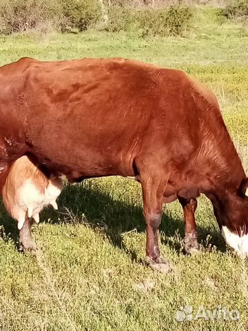 Продам корову купить в Морском | Животные и зоотовары | Авито