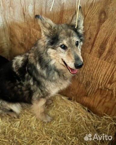 Волчок старичок не хочет умереть в приюте