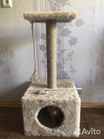 Продам котенка