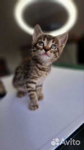 Котенок Бакси в добрые руки