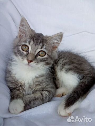 Очаровательная принцесса