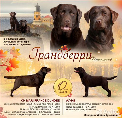 Щенки лабрадора ретривера шоколадного окраса