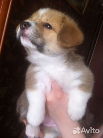 Малыши корги