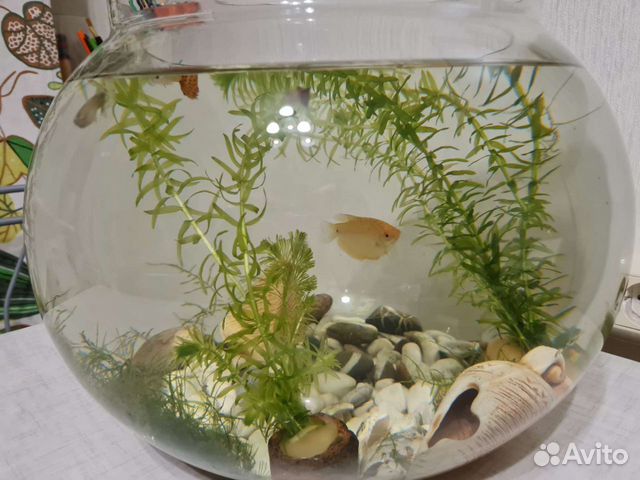 Аквариум с рыбками и растениями