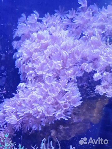 Коралл, Ксения пульсирующая