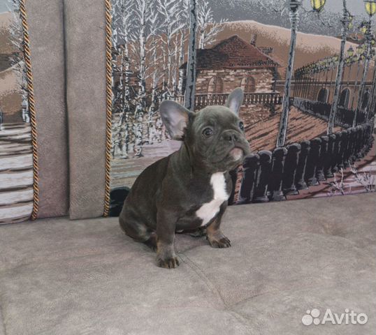 Красивая девочка редкого окраса - Голубой Подпал