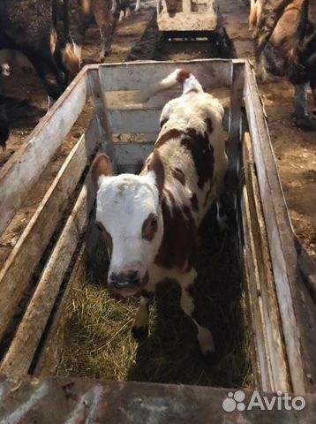 Телята Бычки и телочки доставка в ваш двор