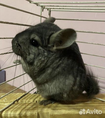Шиншилла